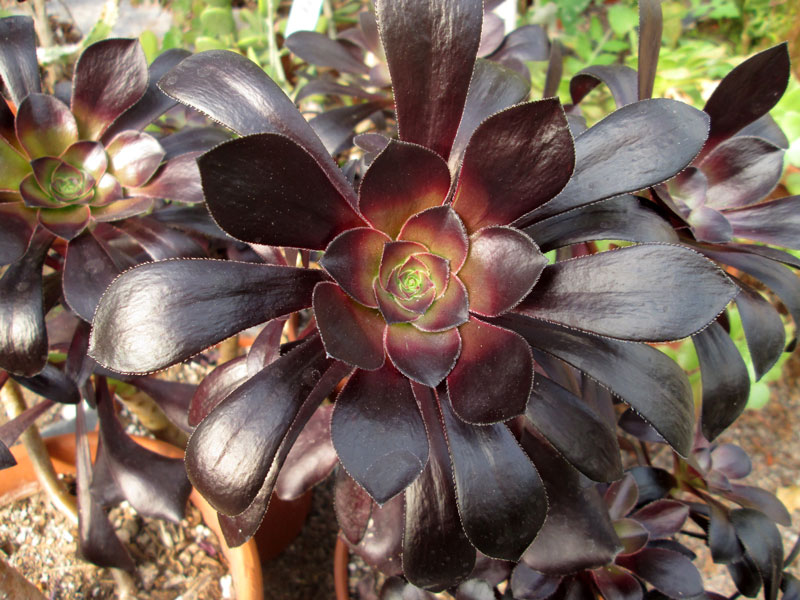 Aeonium 'Voodoo' - Pot 10 cm - Kuentz cactus